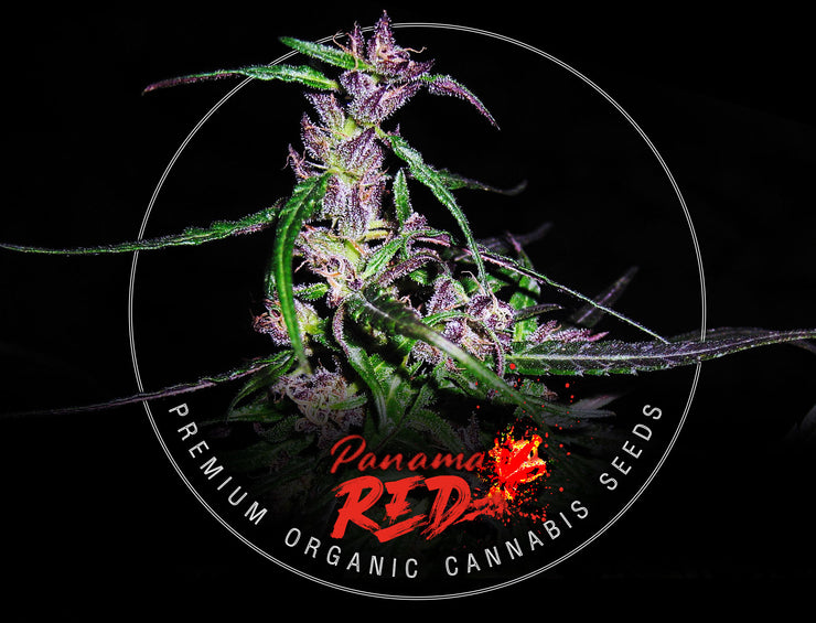 Panama Red – Everglades Seed Company